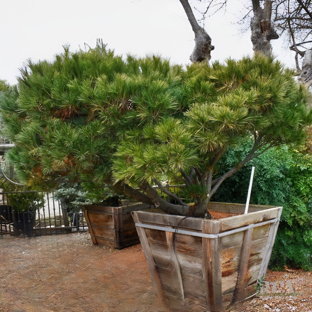 Pinus Strobus Nana Dwarf White Pine
