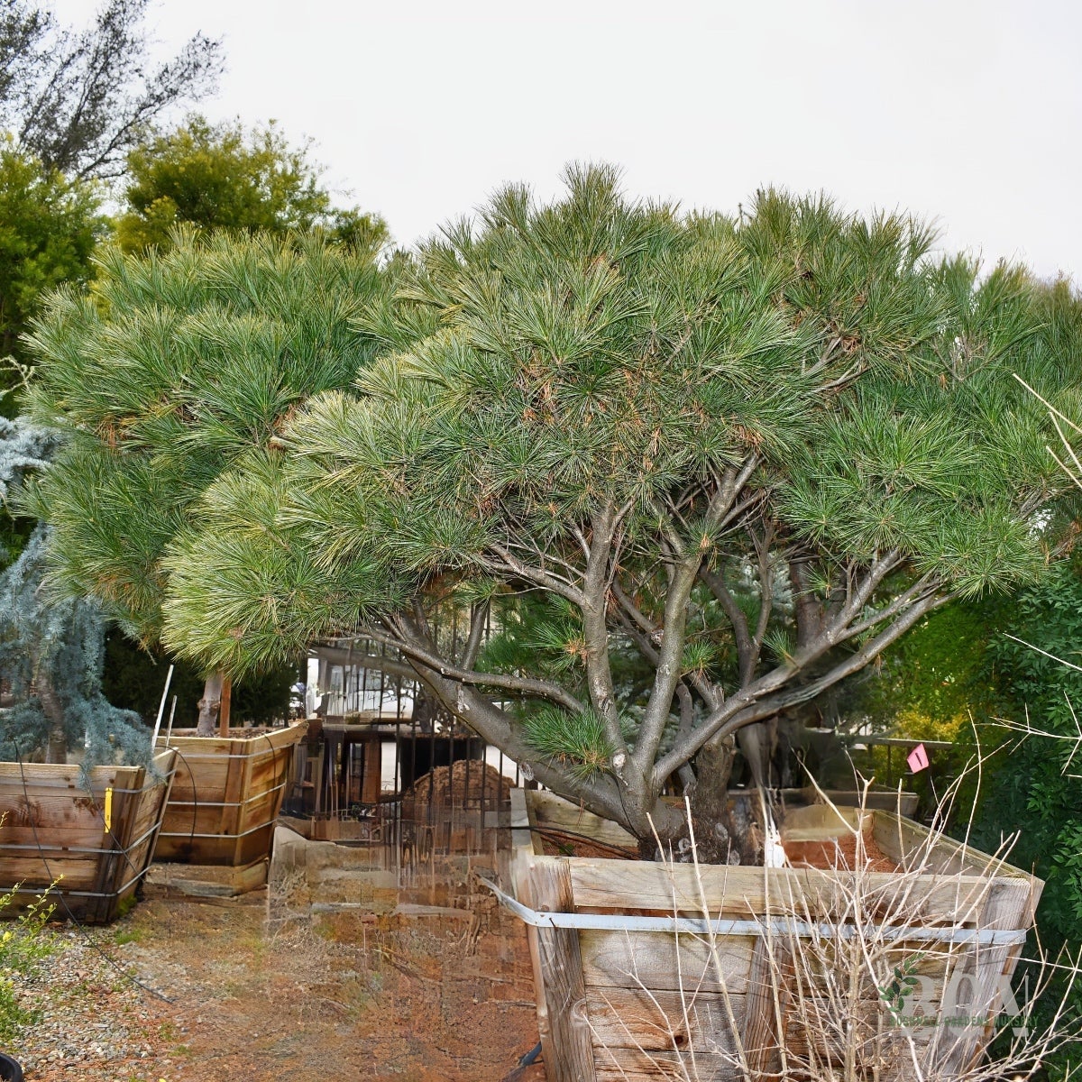 Pinus Strobus Nana Dwarf White Pine